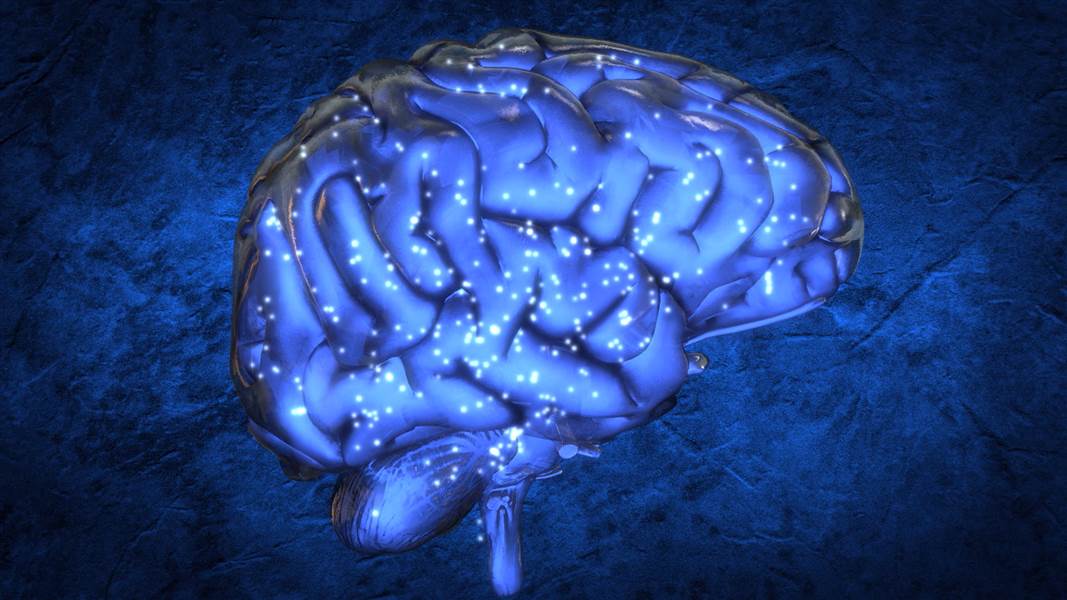 How humans evolved big brains found - Daily Excelsior