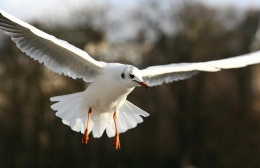 Shape of bird's wing determines where it lives: study - Jammu Kashmir ...