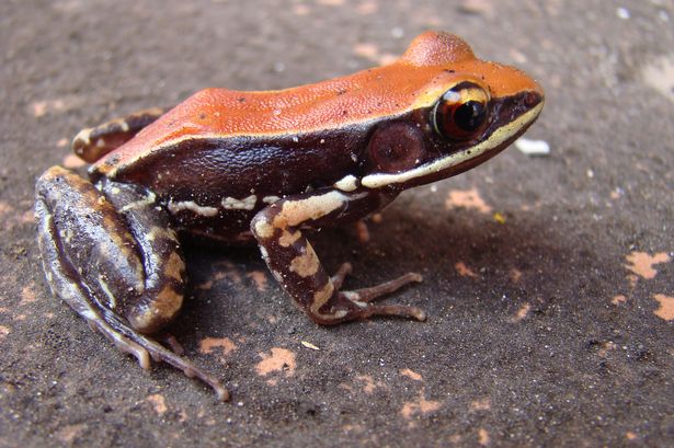 Kerala frog's slime may help develop anti-viral drug