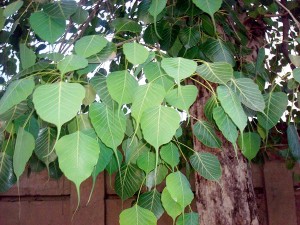 Amazing health benefits of Peepal Trees - Jammu Kashmir Latest News ...