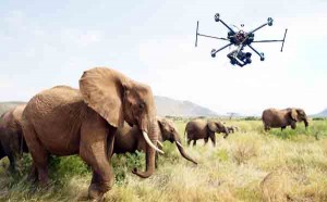 Drones monitor wildlife better than humans: study - Daily Excelsior