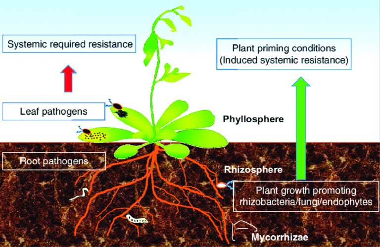 Rhizosphere Hot spot of plant microbial interactions - Daily Excelsior