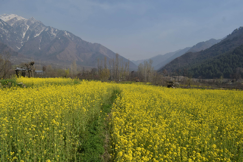 Mustard flowers in full bloom on the outskirts of Srinagar. —Excelsior ...