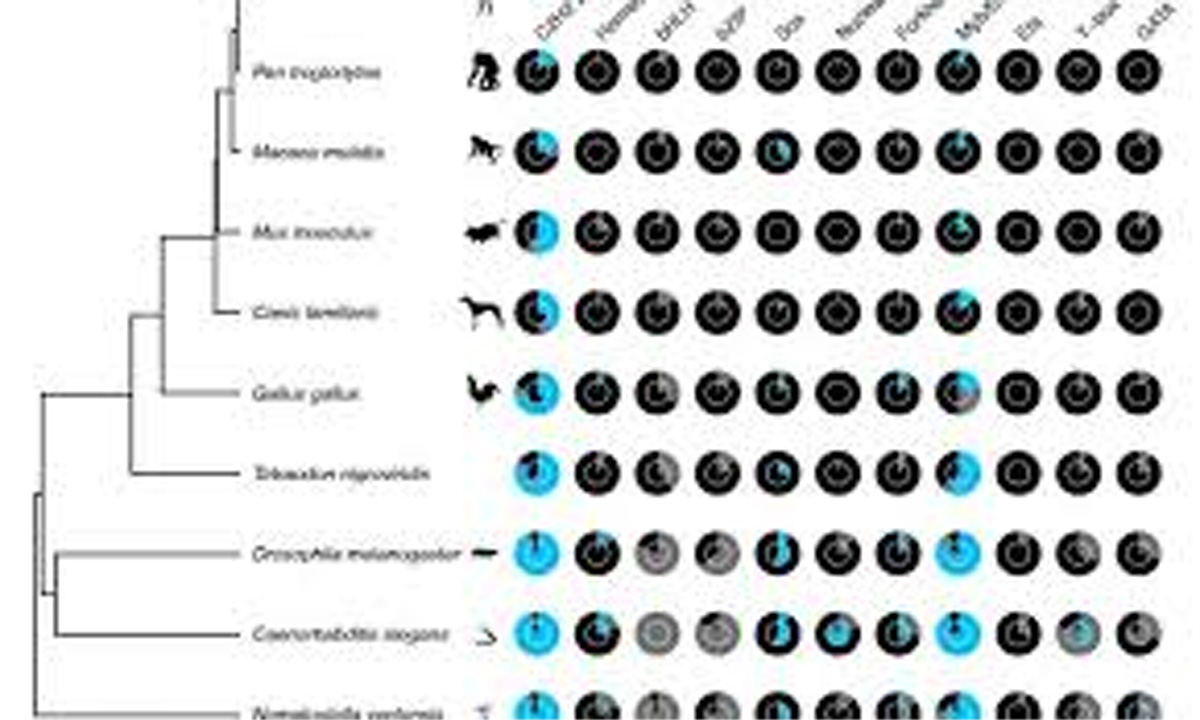 Genes that may hold key to human evolution identified - Daily Excelsior
