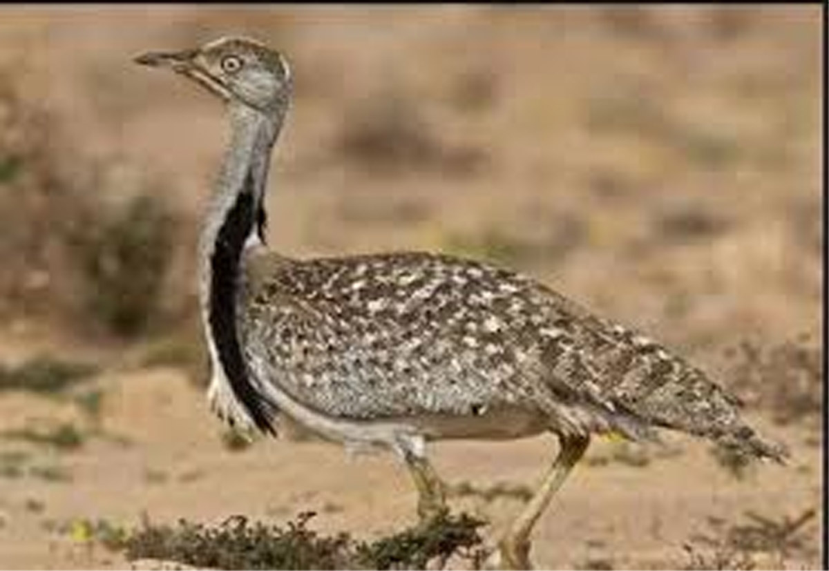 Pak allows King of Bahrain, other royal members to hunt endangered bird ...