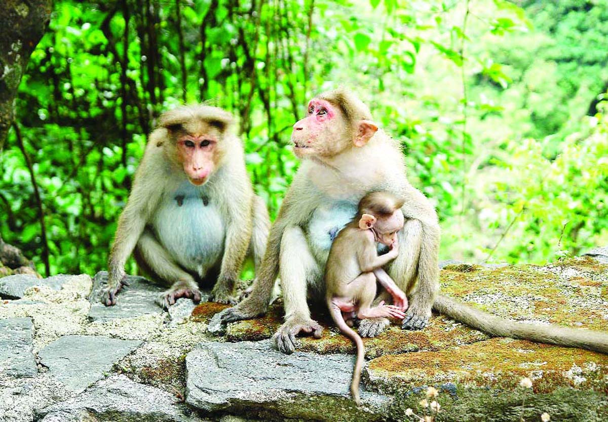 Management of Monkey Menace in Jammu - Daily Excelsior
