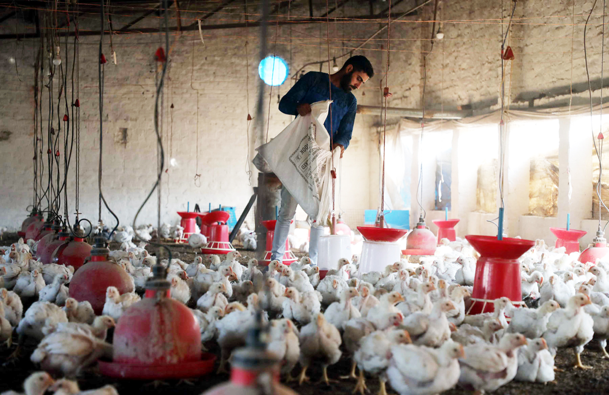 A worker feeding flock of chicken in poultry farm in a Jammu village on ...