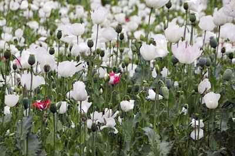 Poppy crop in full blossom in a Pulwama village. - Jammu Kashmir Latest ...