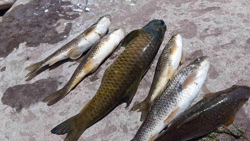 Many fish die in Mendhar river - Daily Excelsior