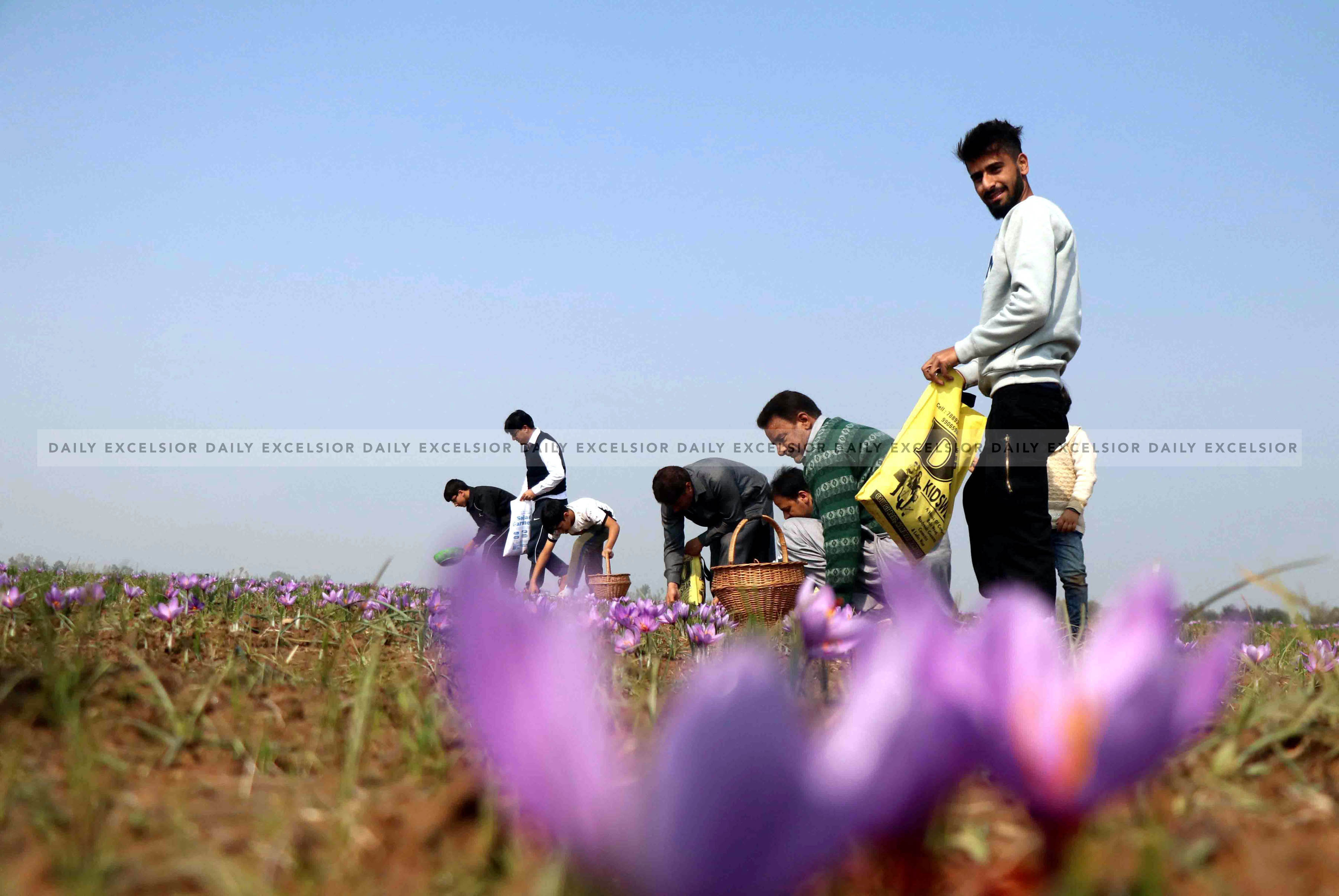 Rise in saffron production brings joy to farmers - Daily Excelsior