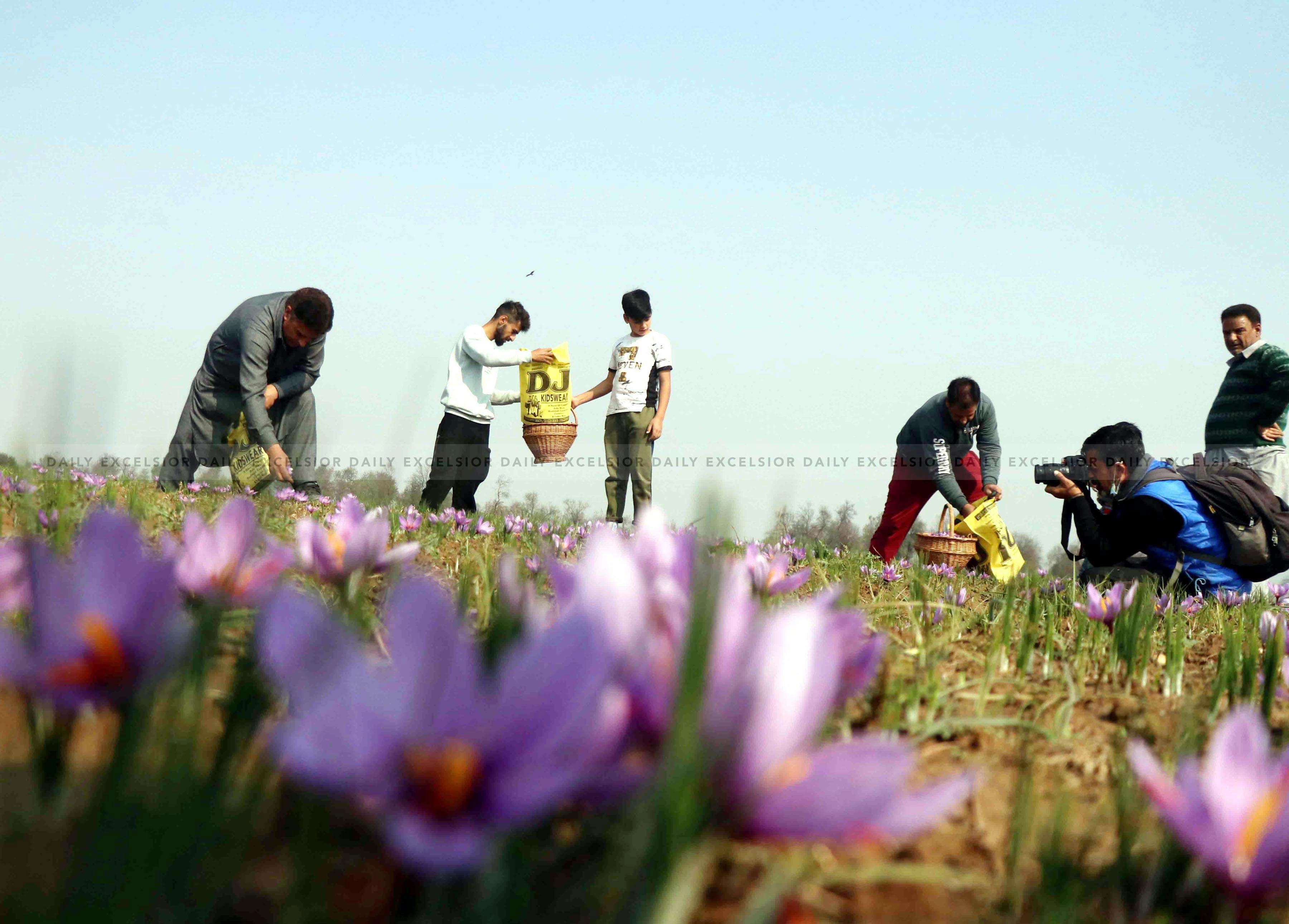 Rise in saffron production brings joy to farmers - Daily Excelsior