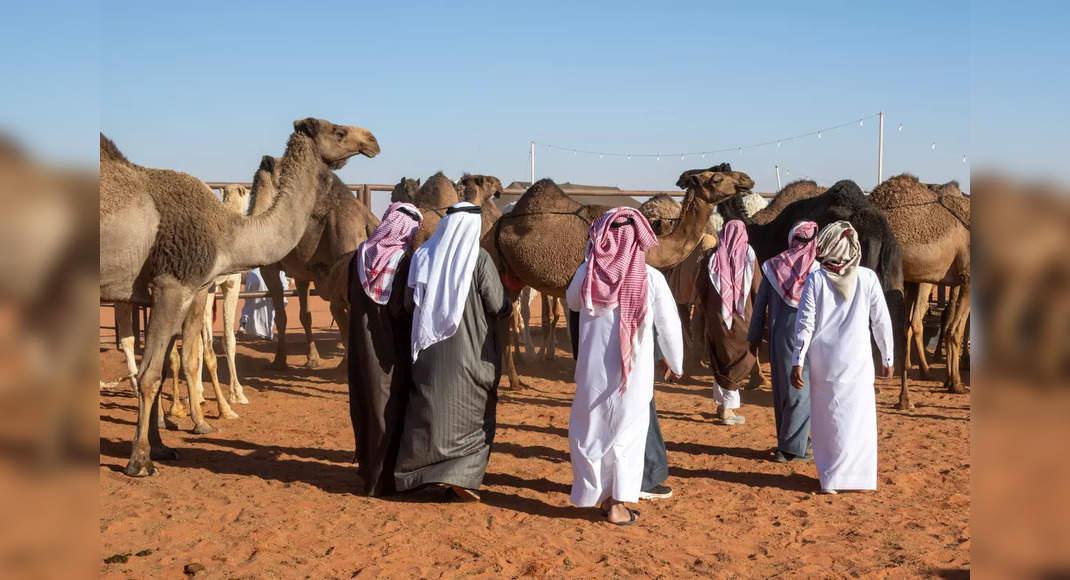 In UAE desert, camels compete for crowns in beauty pageant - Jammu ...