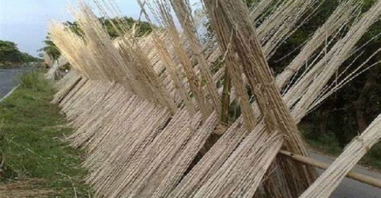 Govt hikes MSP of raw jute Rs 250 to Rs 4750 per quintal - Daily Excelsior
