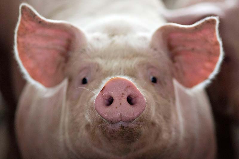 Scientists restore cell, organ function in pigs after death - Daily ...