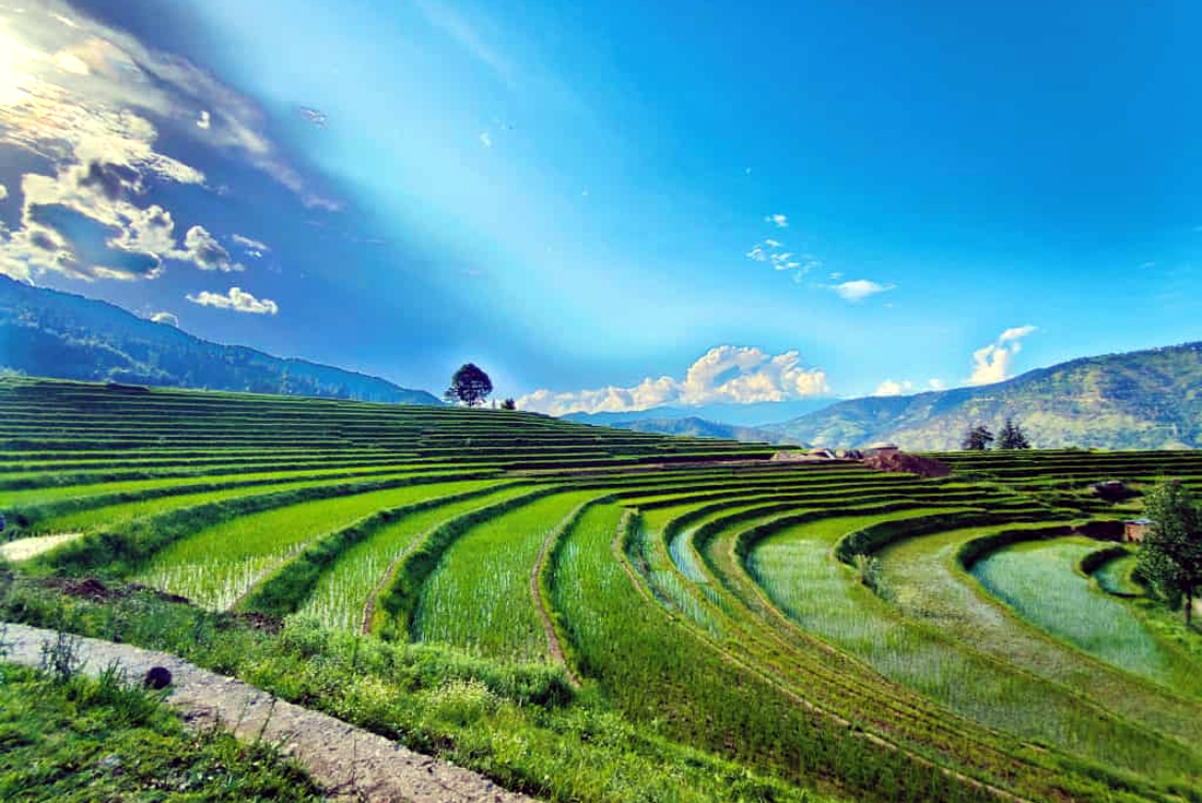 A picturesque view of paddy fields in Malothi area of Doda district ...