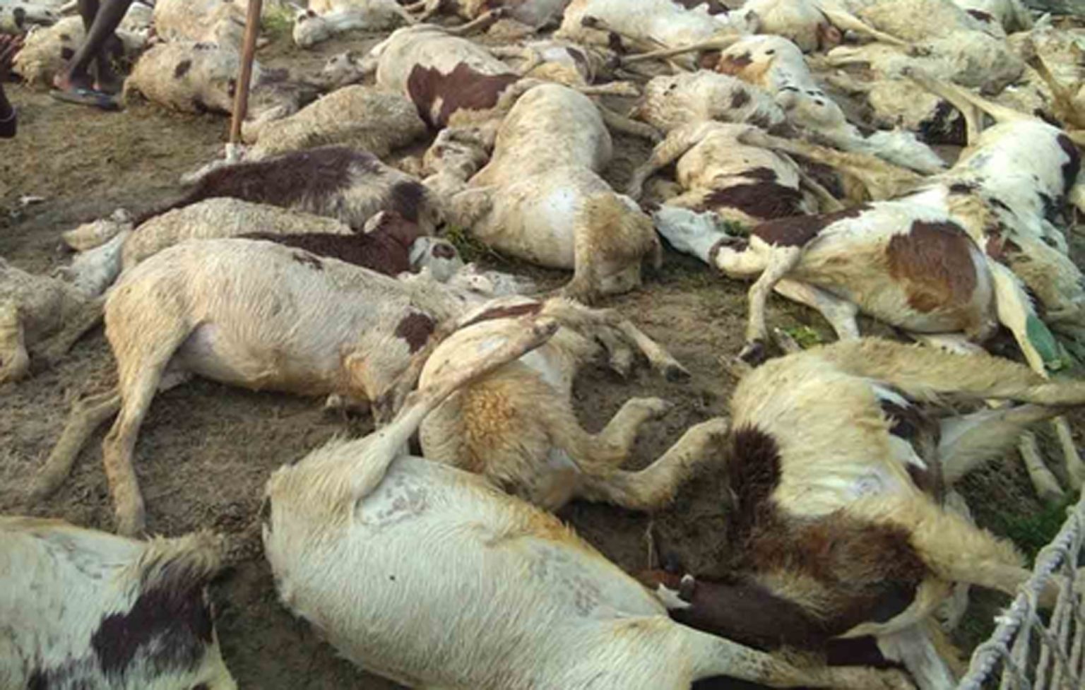 40 Sheep And Goats Perish In Lightning Strike In J&K’s Ramban - Daily ...