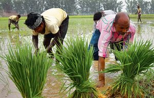 India's Landless Farm Labourers - Daily Excelsior