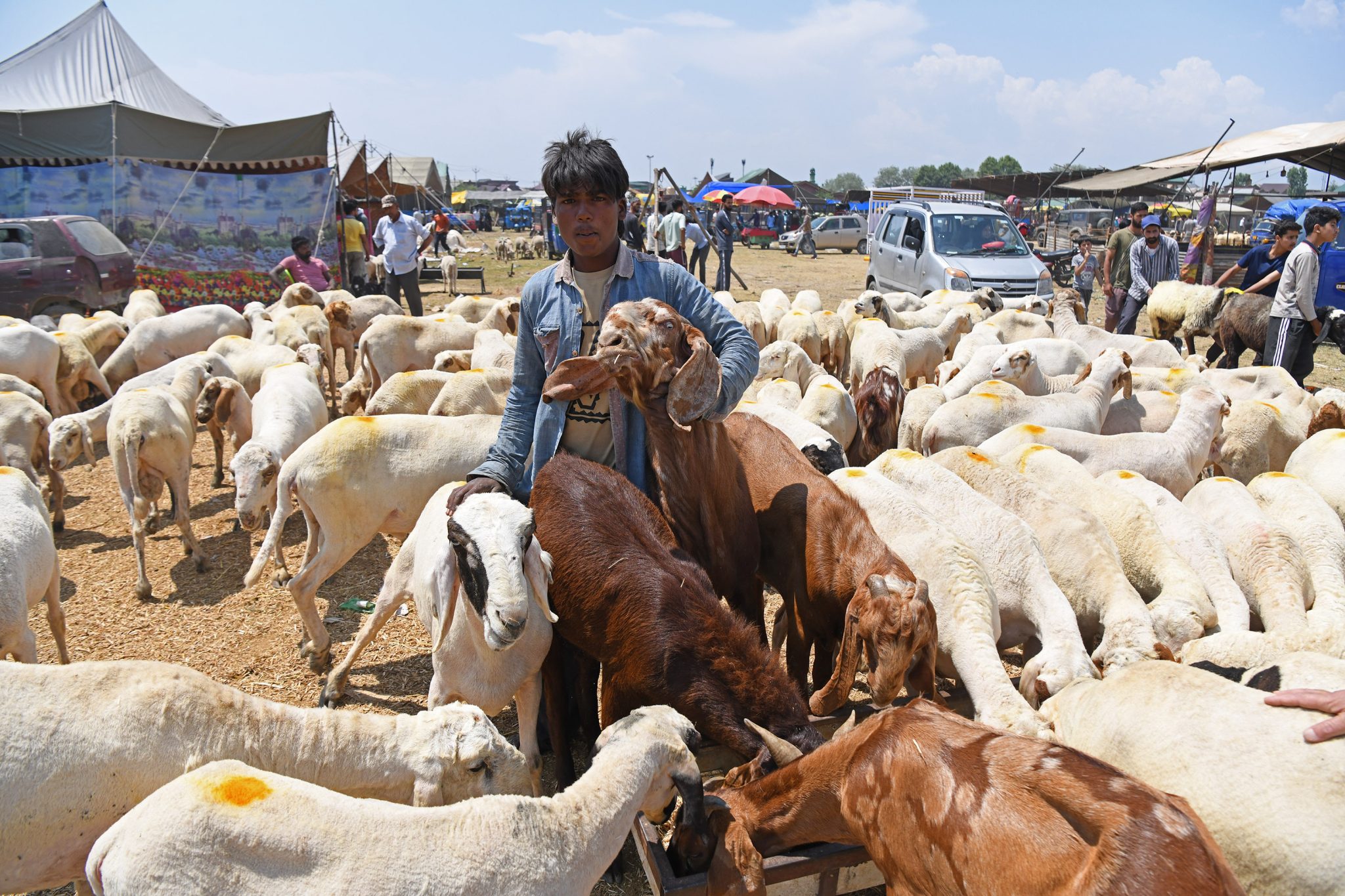 'Bakra Mela' Near Jama Masjid Becomes Hub Of Goat Shopping, Prices As ...