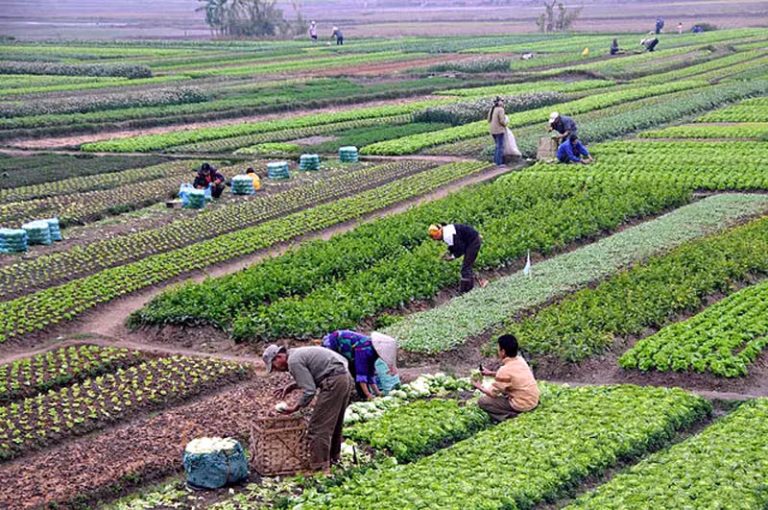Centre approves continuation of PM-AASHA scheme till 2025-26; tur ...