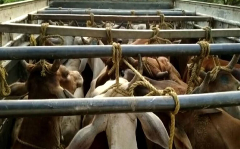 Samba police rescues 6 bovines - Daily Excelsior