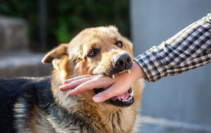 Over 2 Lakh Dog Bite Cases Reported In J&K In 2024–25; Jammu District ...