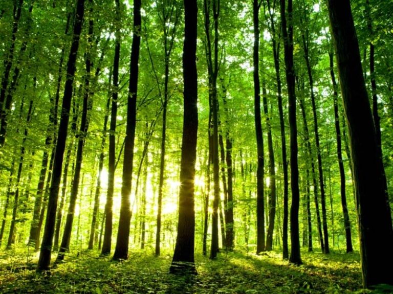 Over 41,900 Forest Rights Claims Received Across J&K Under FRA: Govt ...