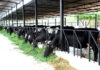 Dairy Farming-A Tool for Rural Women Empowerment - Daily Excelsior