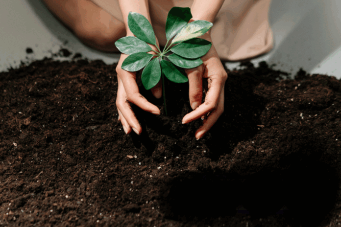 Plant a Tree Today-Leave a Legacy for Tomorrow - Daily Excelsior